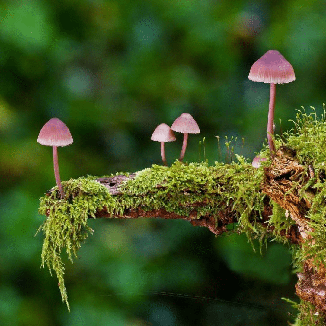 Home - Singular Foods