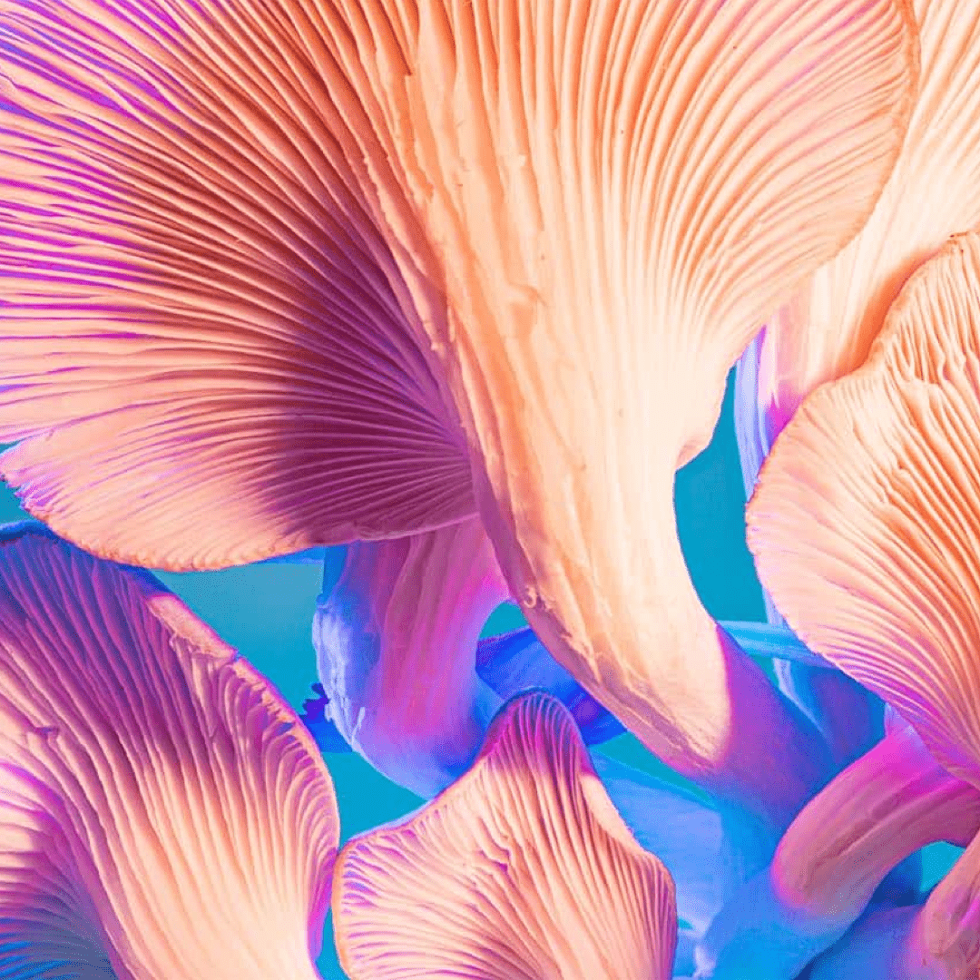 ¡Prepárate para la 6ª edición de Food Design Festival! - Singular Foods